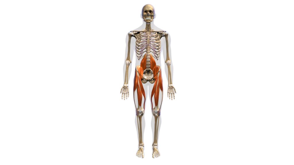 The Different Types of Muscles and Their Functions (PDF)